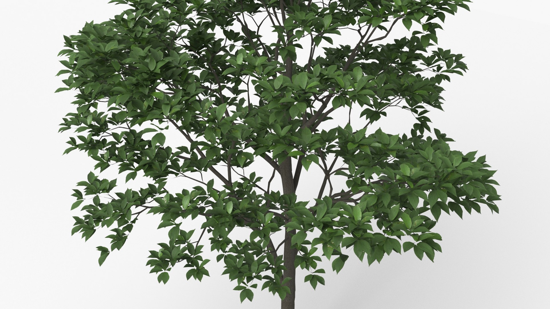 3D Model Tree Magnolia Liliflora C - TurboSquid 2191202