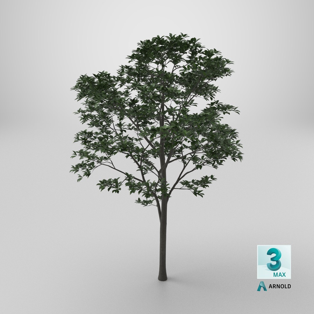 3D Model Tree Magnolia Liliflora C - TurboSquid 2191202