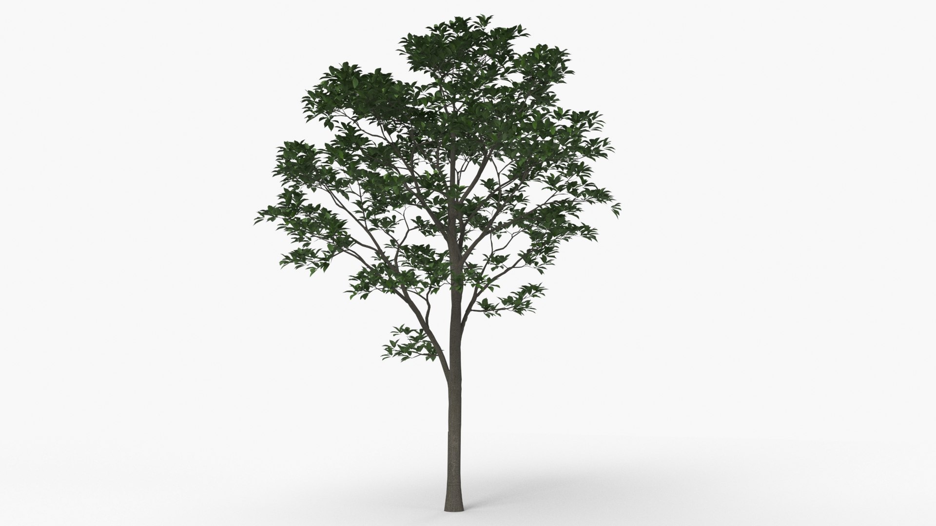 3D Model Tree Magnolia Liliflora C - TurboSquid 2191202
