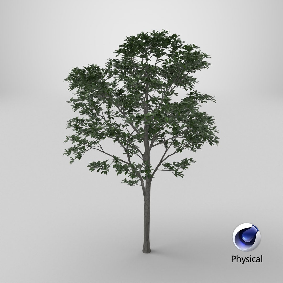 3D Model Tree Magnolia Liliflora C - TurboSquid 2191202