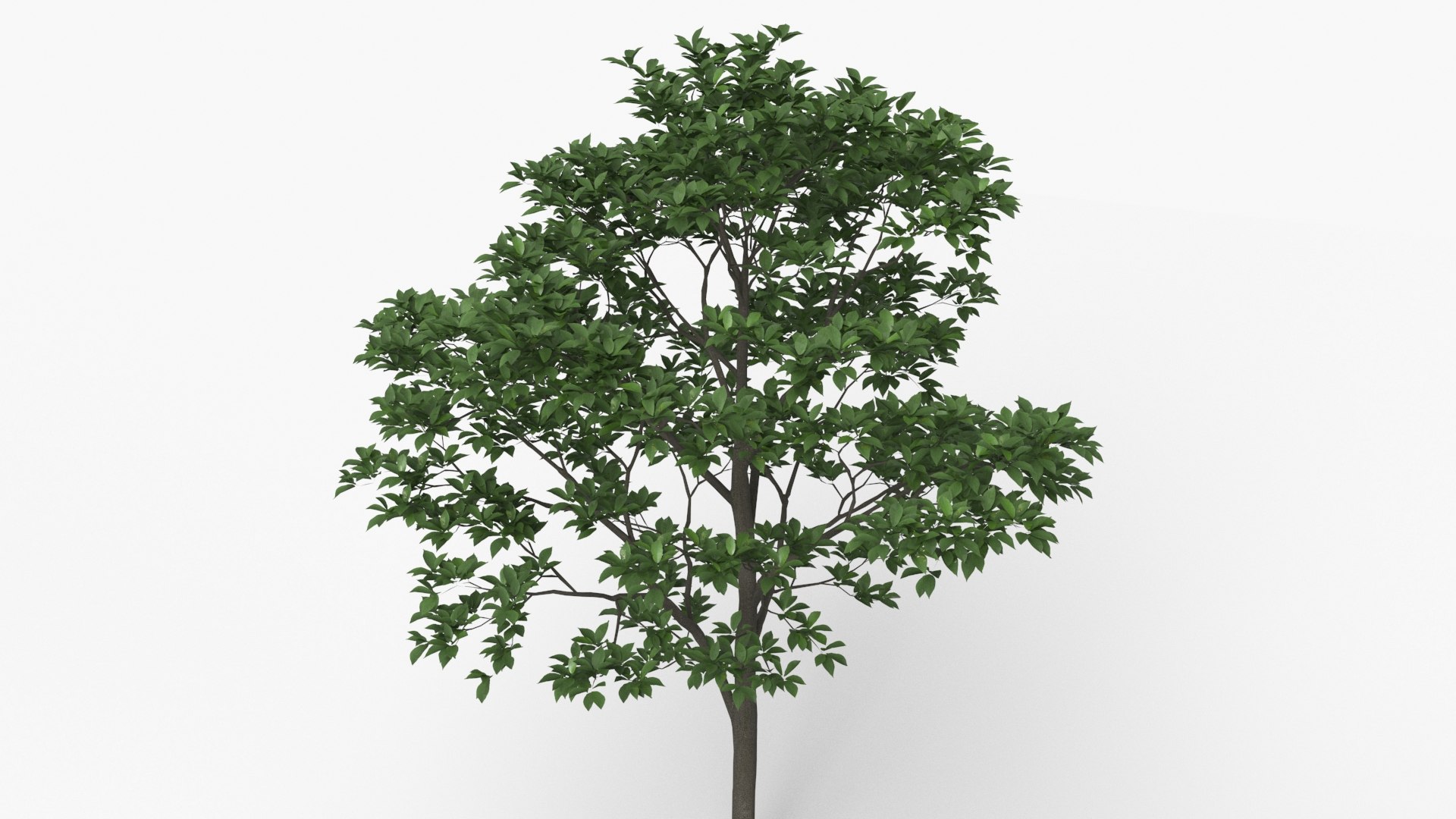 3D Model Tree Magnolia Liliflora C - TurboSquid 2191202