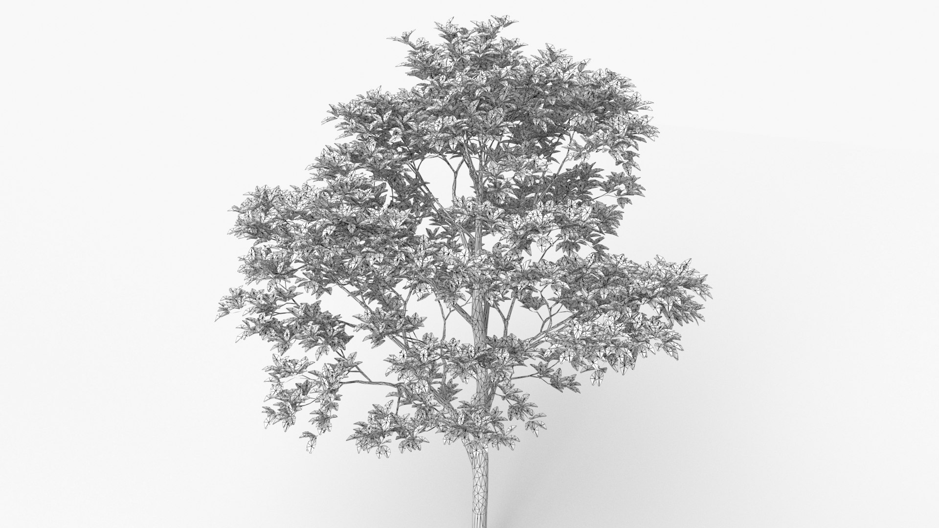 3D Model Tree Magnolia Liliflora C - TurboSquid 2191202
