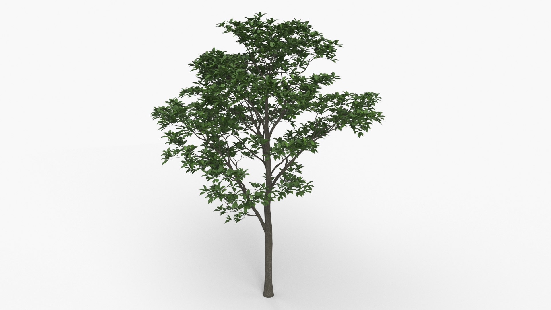 3D Model Tree Magnolia Liliflora C - TurboSquid 2191202