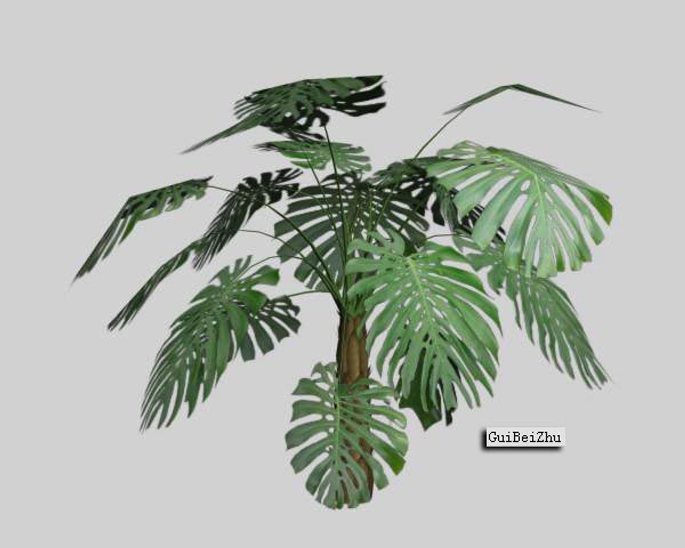 Plant Monstera 3d Model