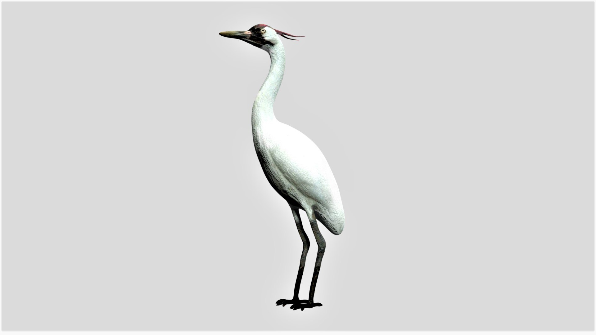 3D Crane Bird Model - TurboSquid 1753042