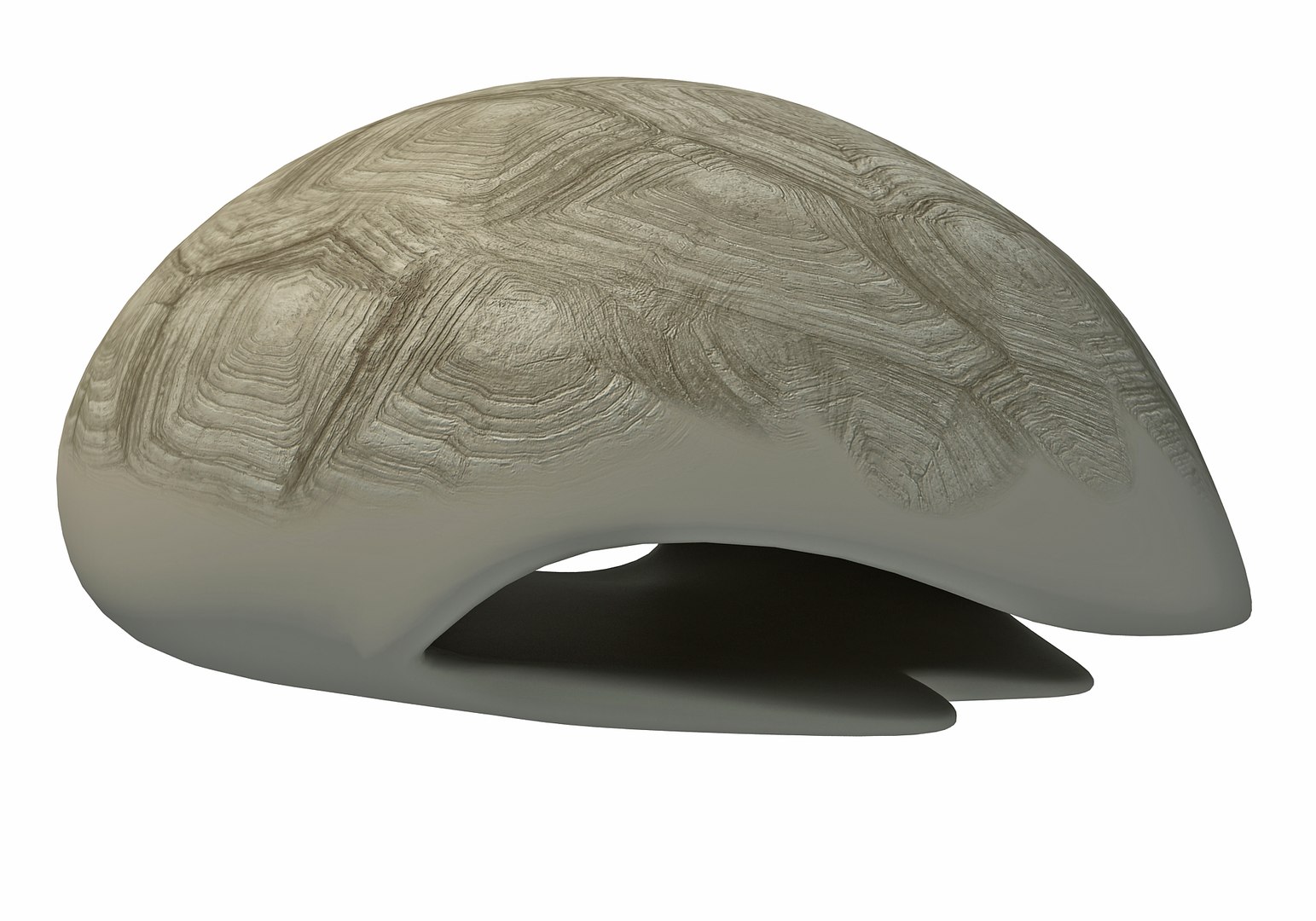 Turtle Shell Skeleton 3D Model - TurboSquid 1236121