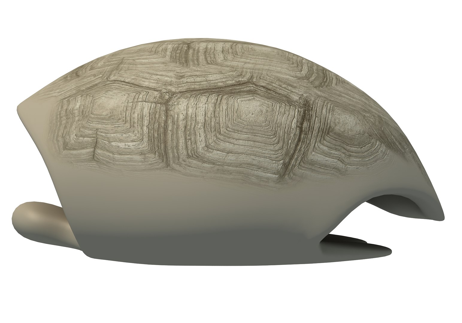 Turtle Shell Skeleton 3D Model - TurboSquid 1236121