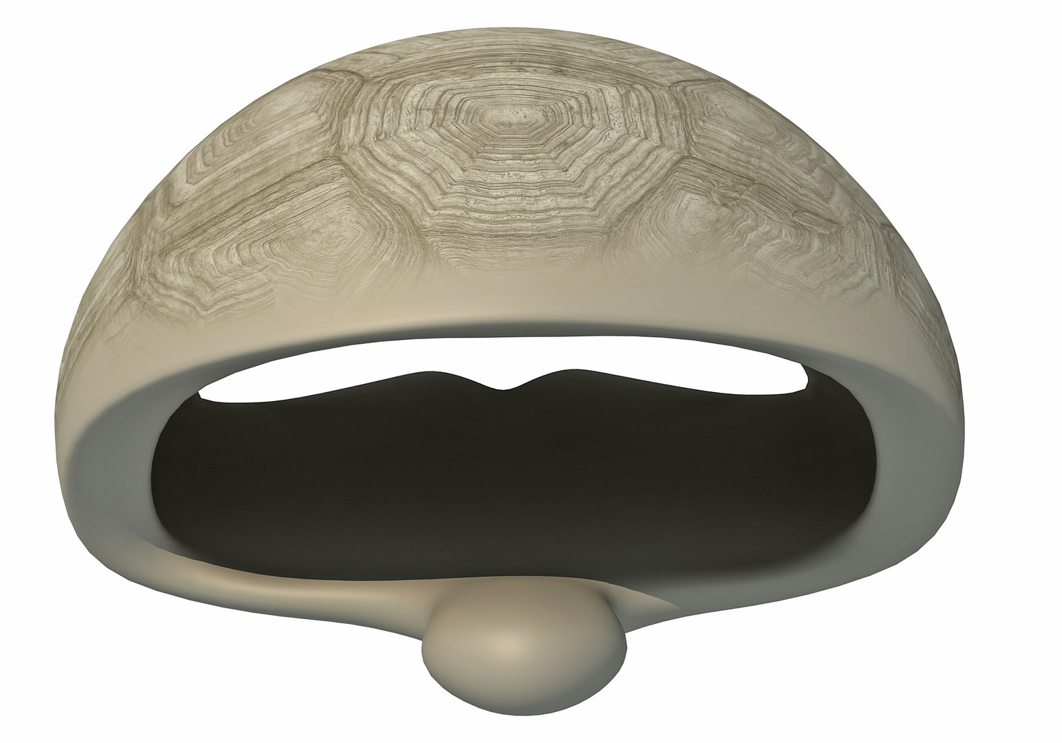 Turtle Shell Skeleton 3D Model - TurboSquid 1236121