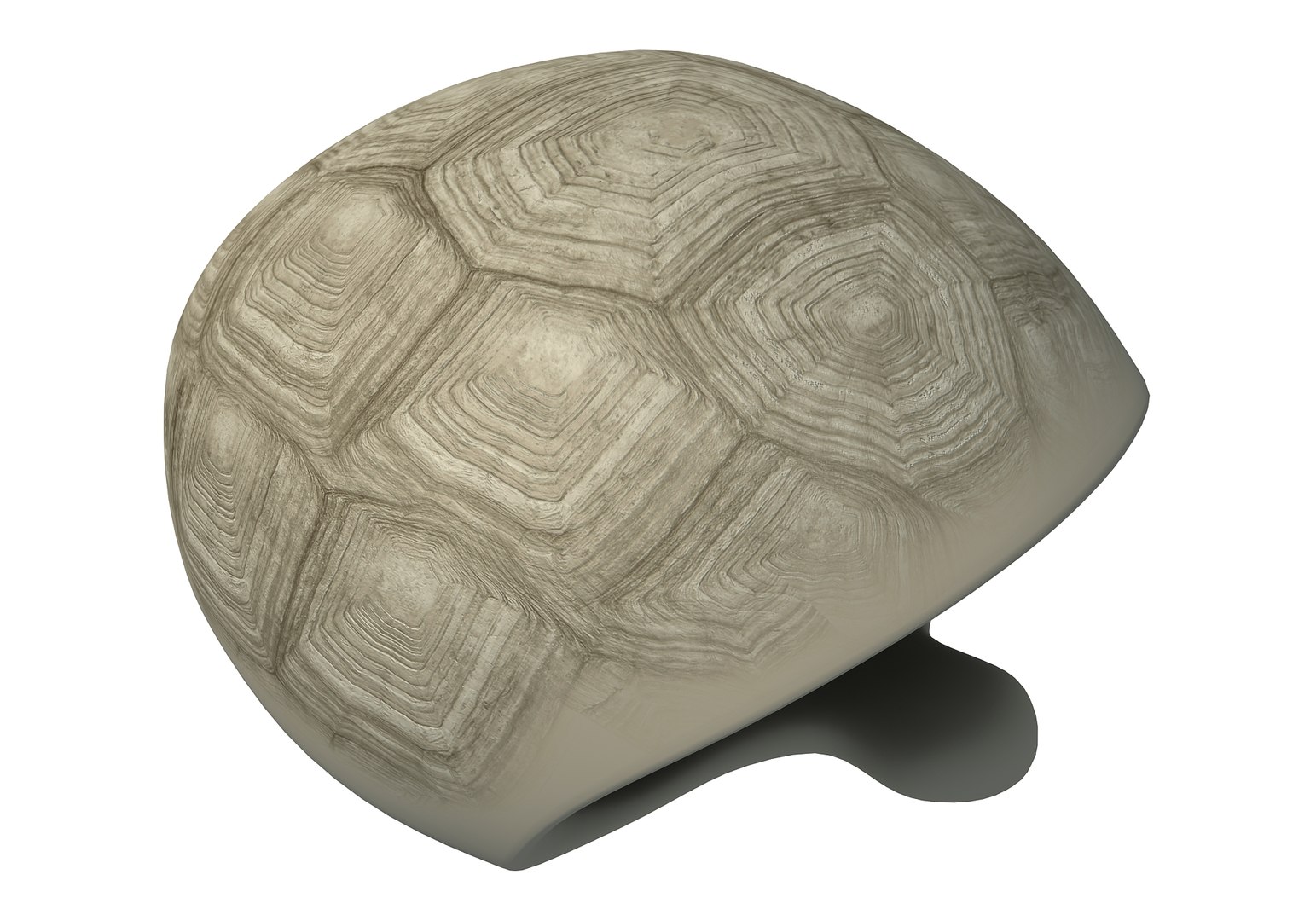 Turtle Shell Skeleton 3D Model - TurboSquid 1236121