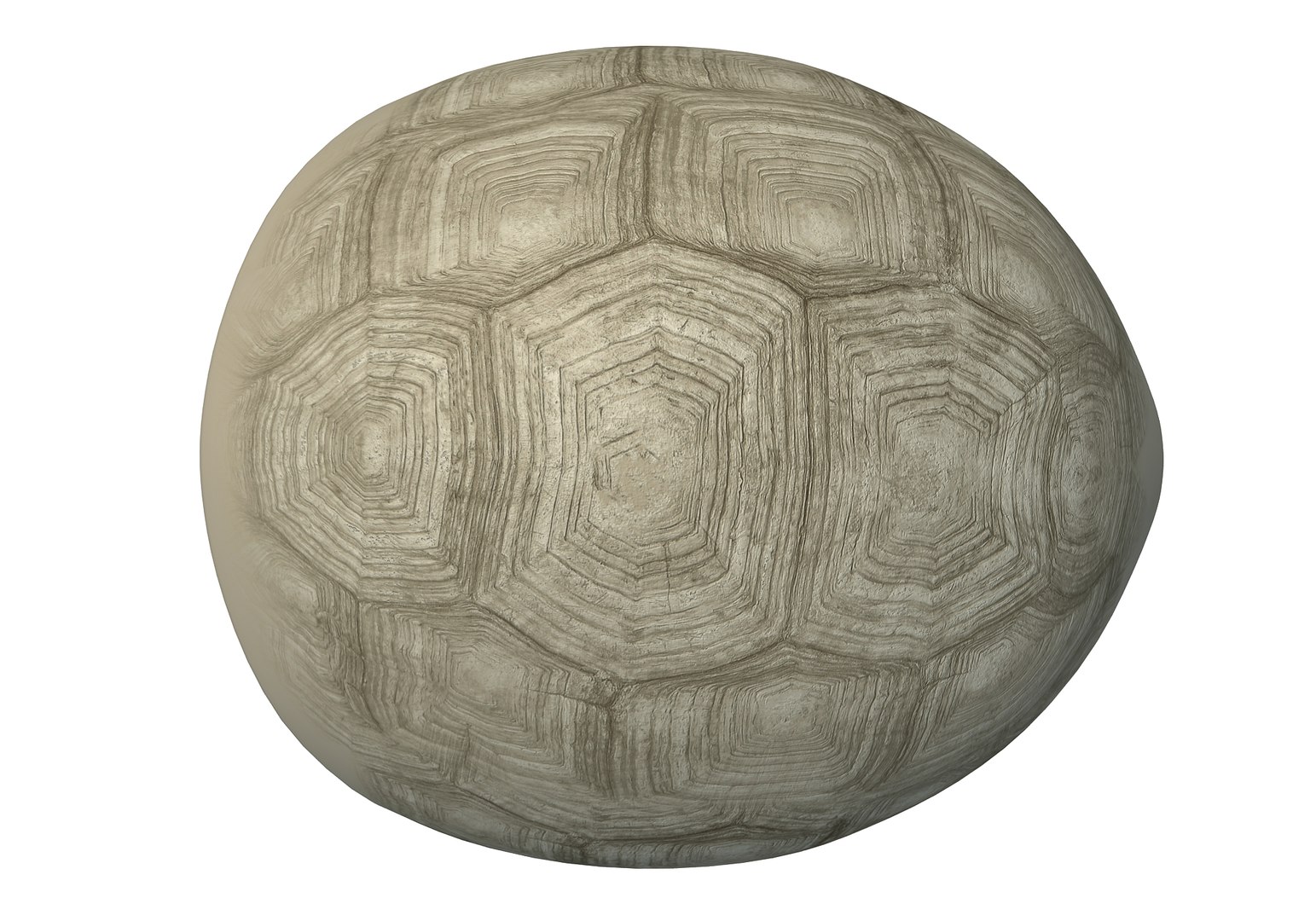 Turtle Shell Skeleton 3D Model - TurboSquid 1236121