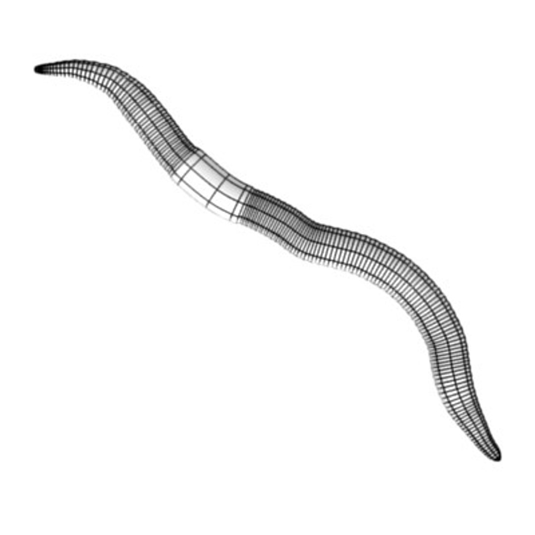 worm 3d model