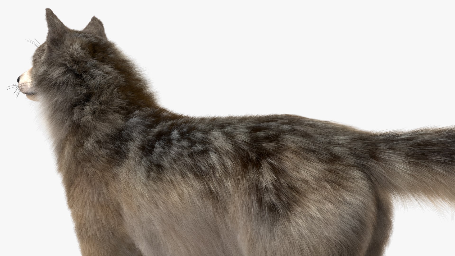 Grey Wolf Fur For Maya 3D Model - TurboSquid 2396729
