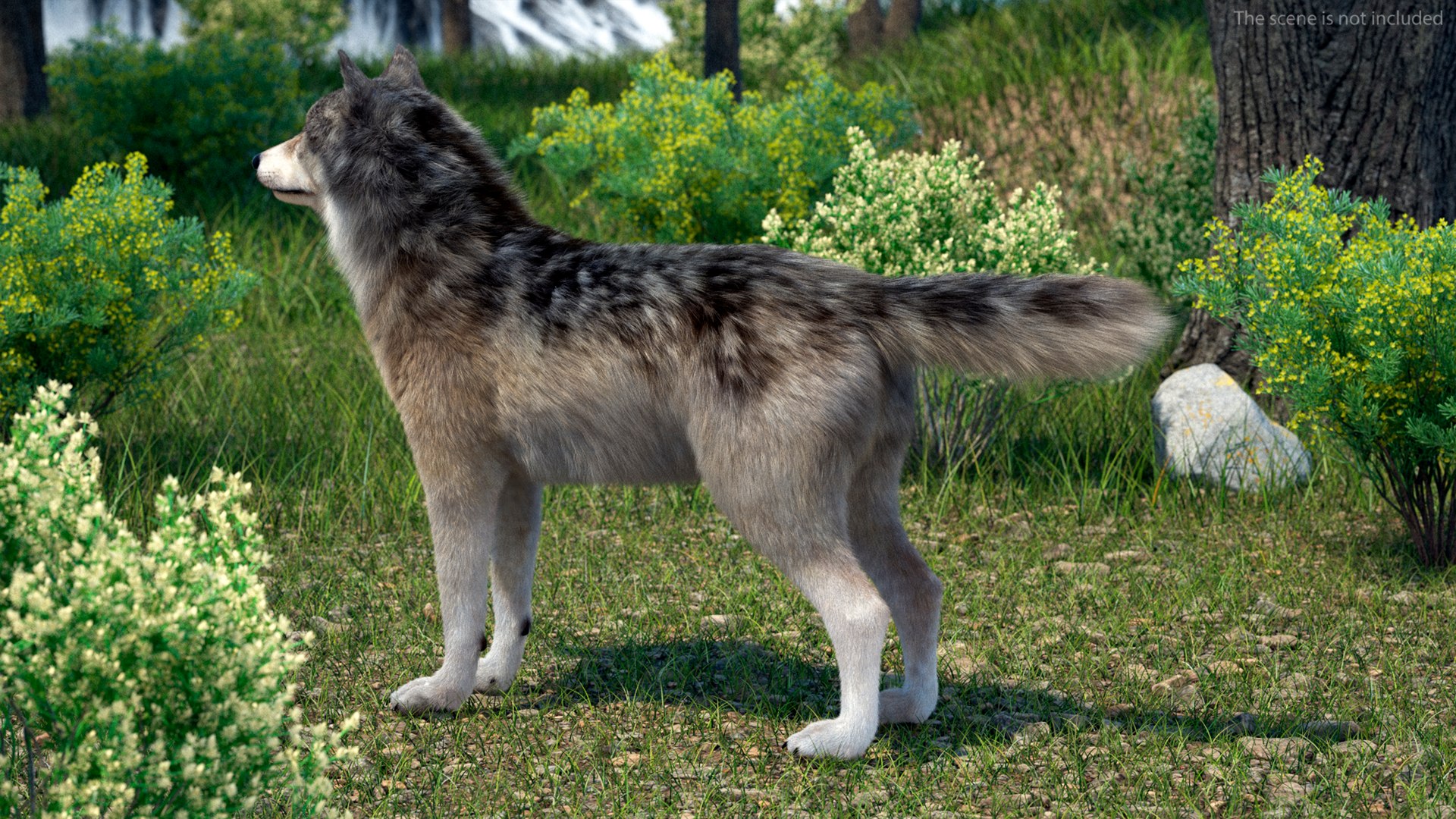 Grey Wolf Fur For Maya 3D Model - TurboSquid 2396729