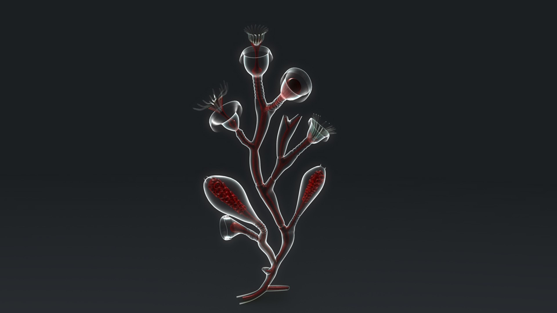 Obelia Class Hydrozoa 3d Model