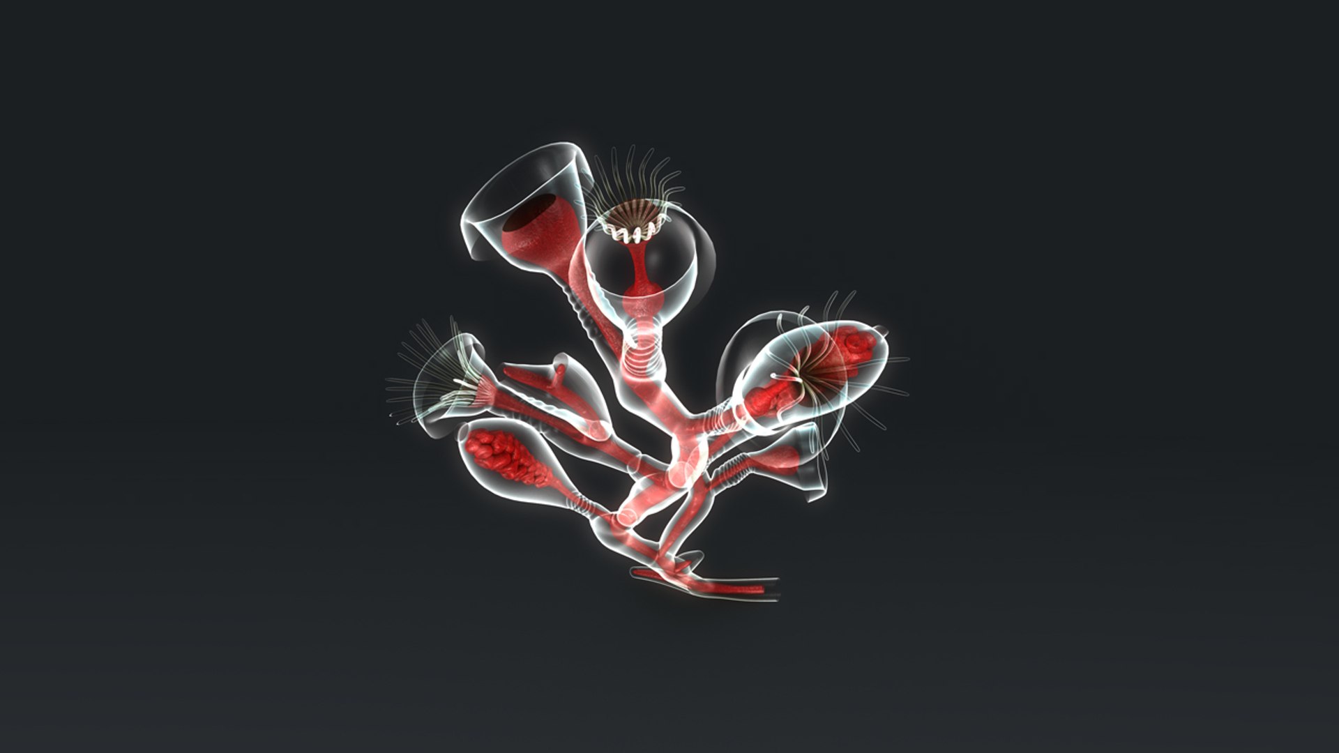 Obelia Class Hydrozoa 3d Model