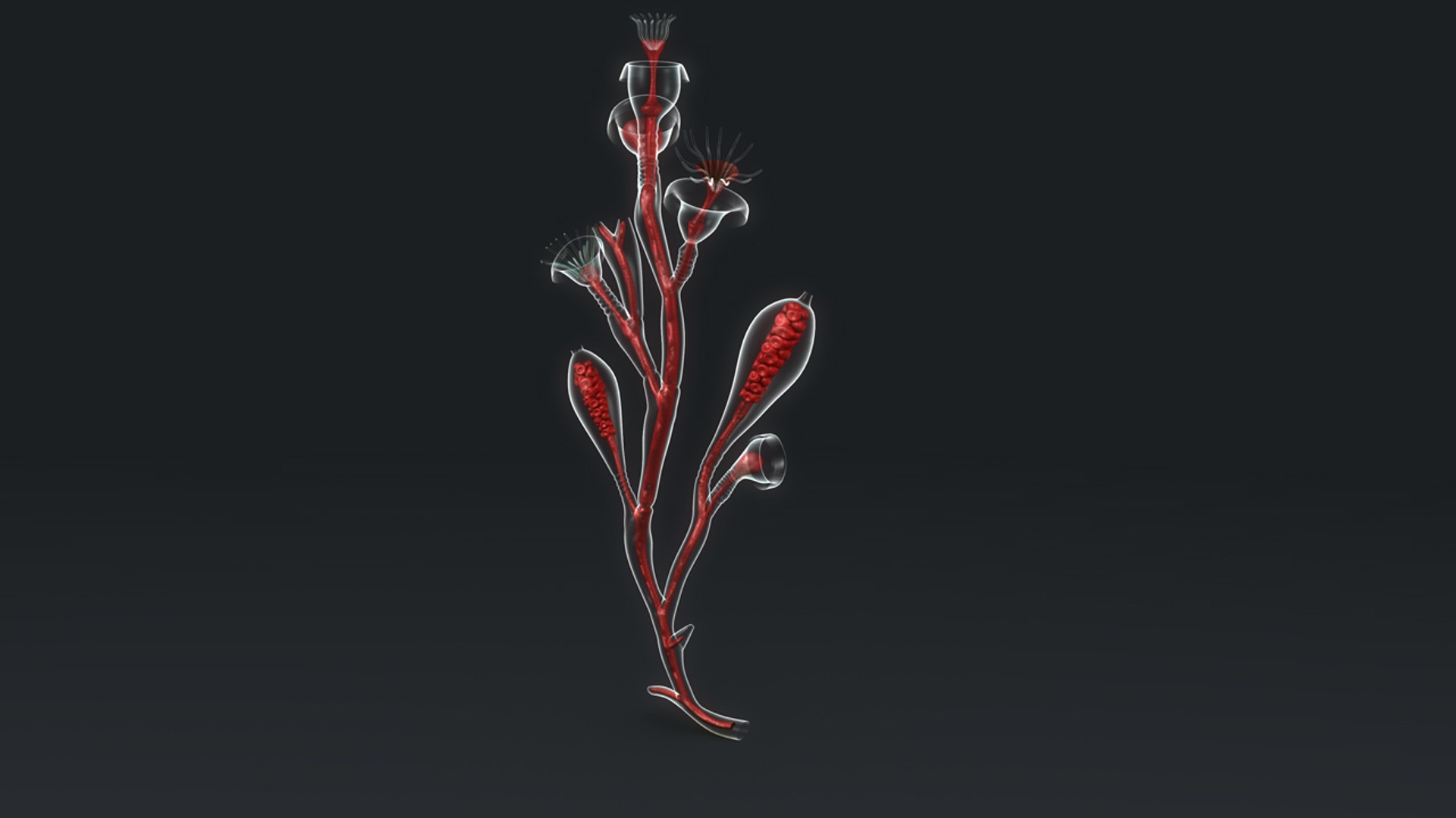 Obelia Class Hydrozoa 3d Model