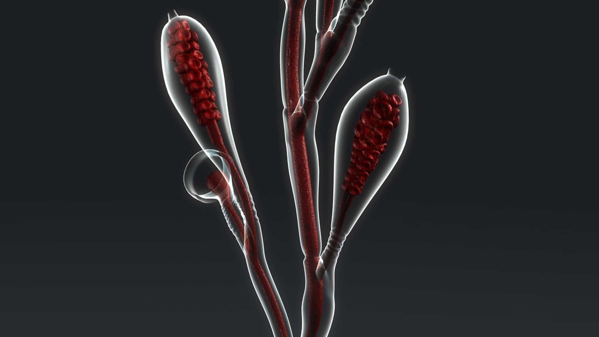 Obelia Class Hydrozoa 3d Model