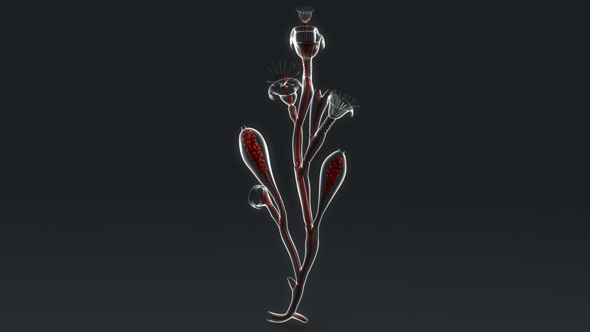 Obelia Class Hydrozoa 3d Model
