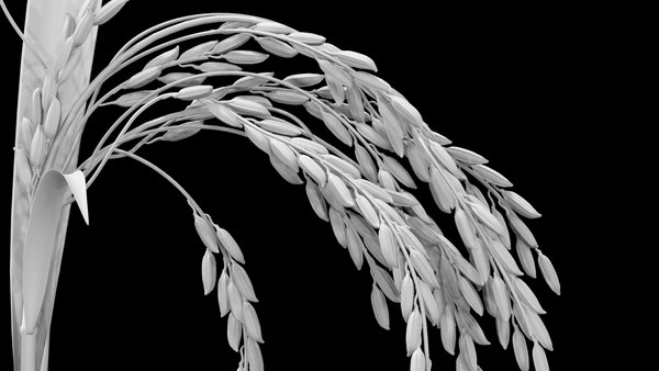 Oryza sativa asian 3D model - TurboSquid 1695824