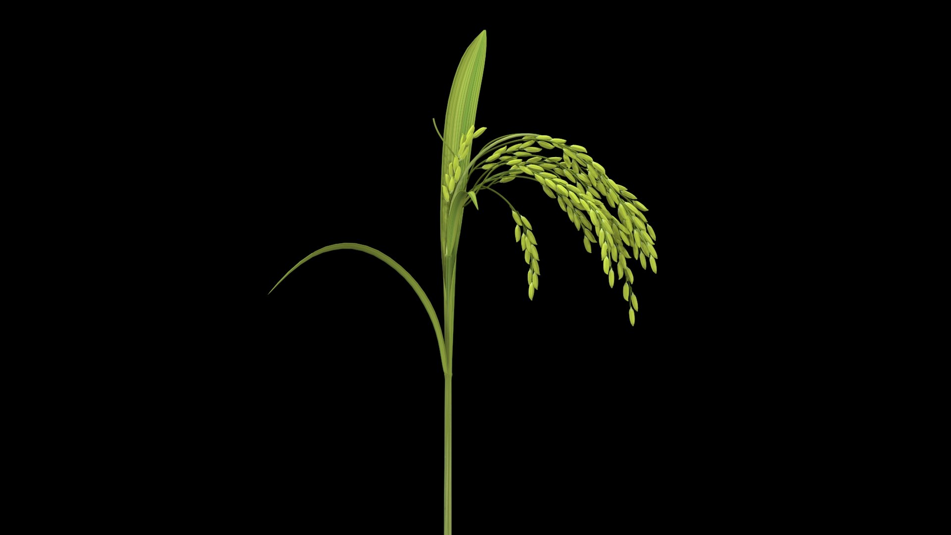 Oryza Sativa Asian 3D Model - TurboSquid 1695824