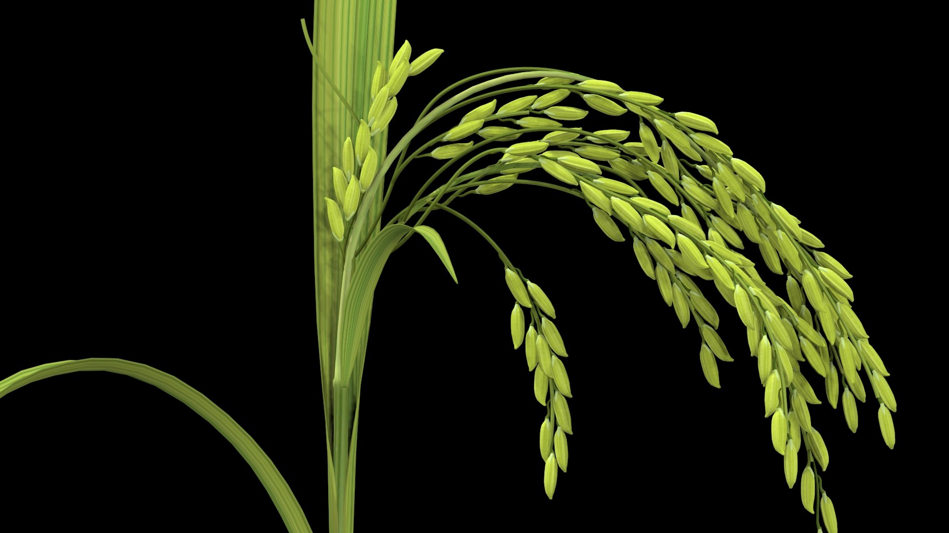 Oryza Sativa Asian 3D Model - TurboSquid 1695824