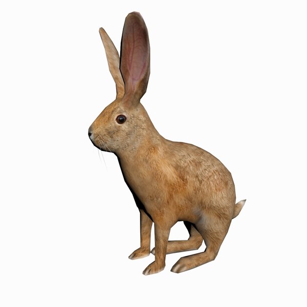 Hare 3D Models for Download | TurboSquid