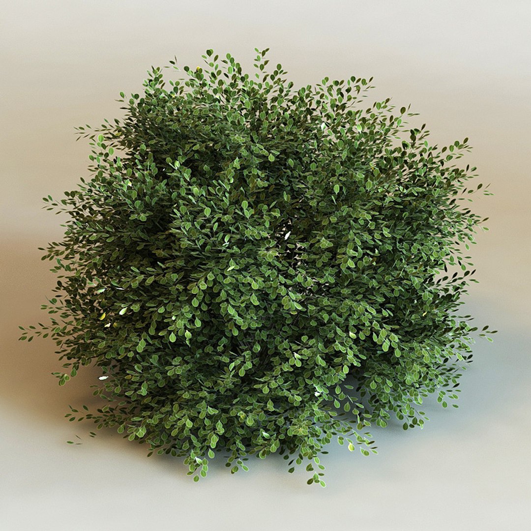 3d Model Ilex Crenata Modelled