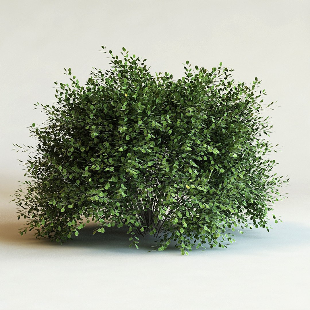3d Model Ilex Crenata Modelled