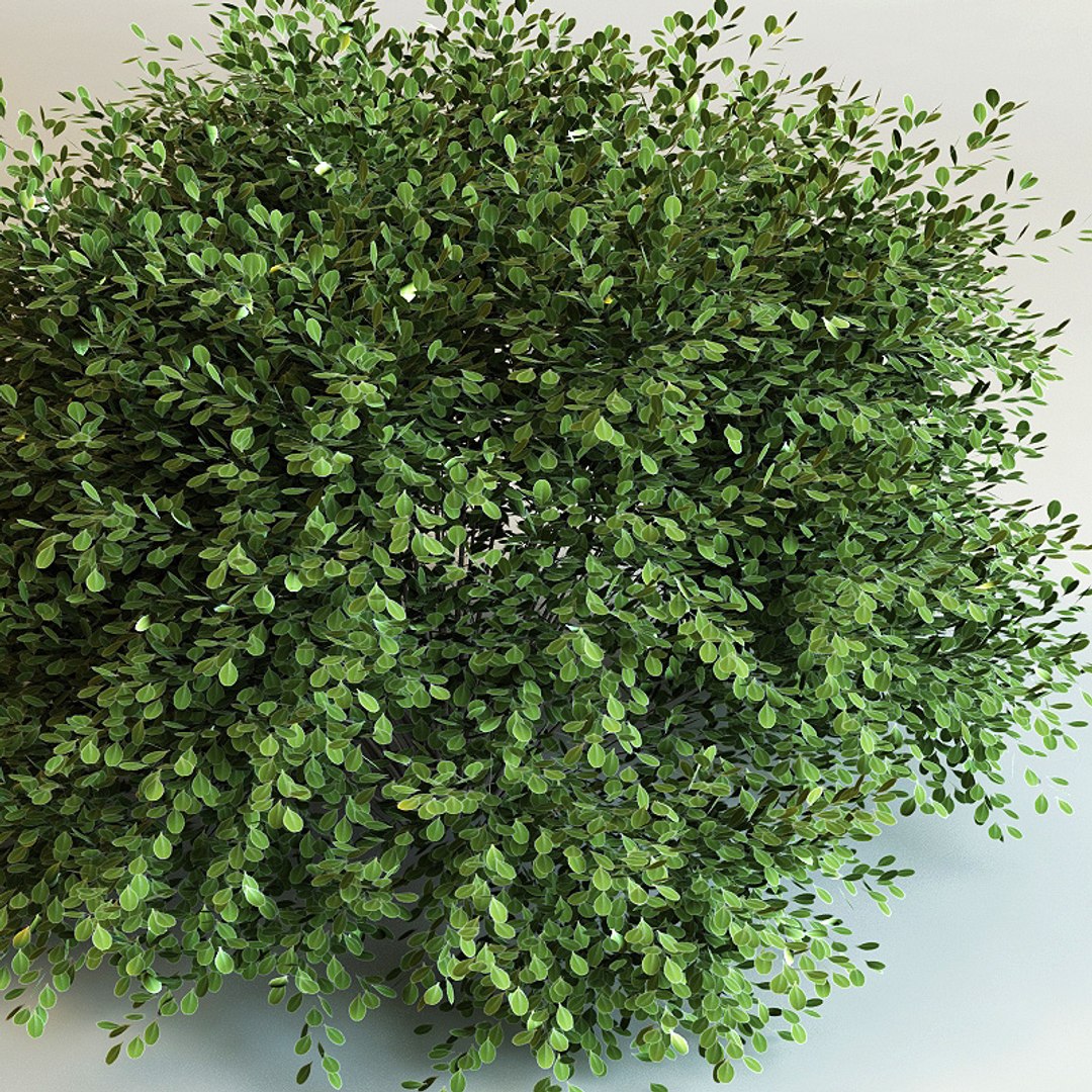 3d Model Ilex Crenata Modelled
