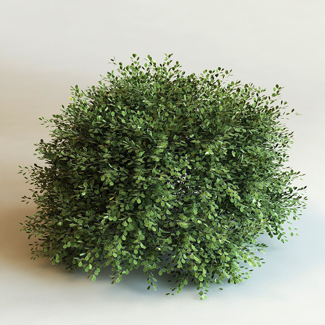 3d Model Ilex Crenata Modelled