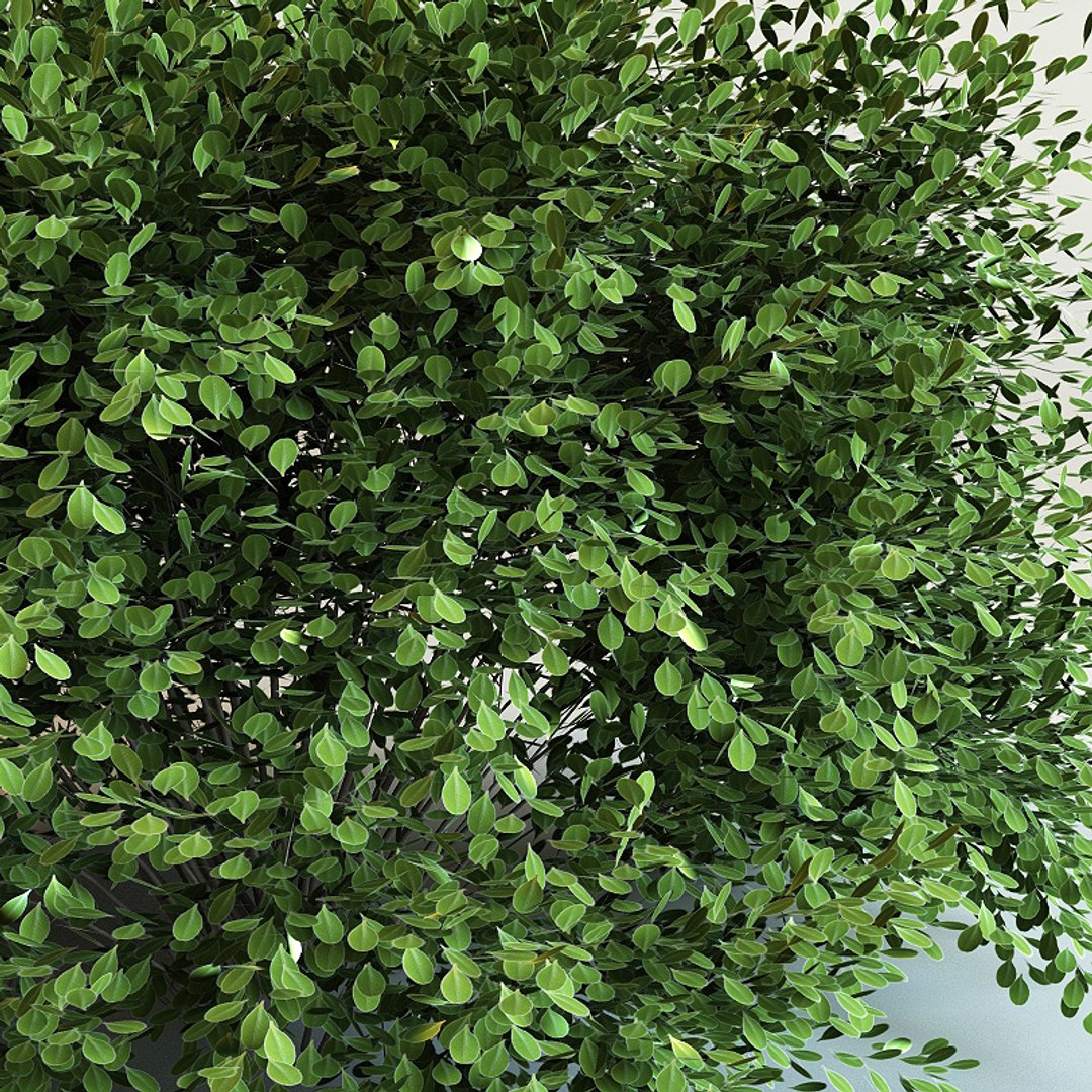 3d Model Ilex Crenata Modelled