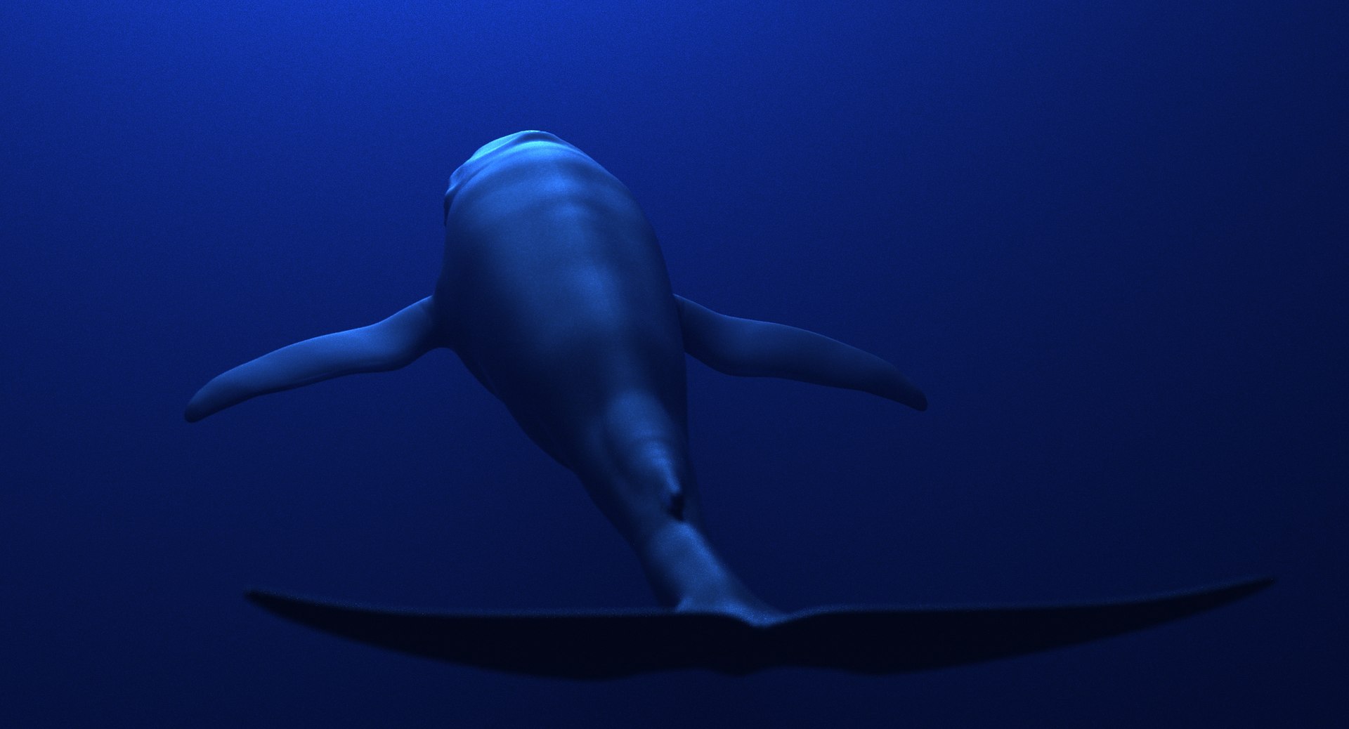 3D Whale - TurboSquid 1166097