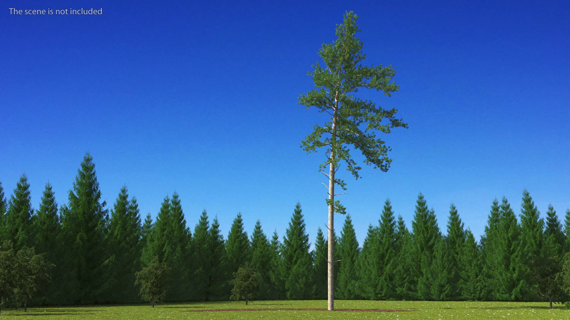 3D Pinus Taeda Tree Model - TurboSquid 1980639