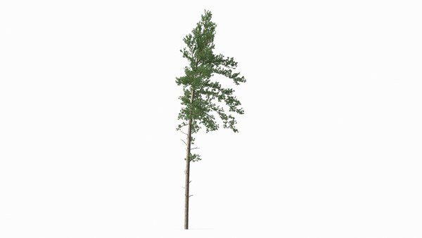 modelo 3d Árbol Pinus Taeda - TurboSquid 1980639
