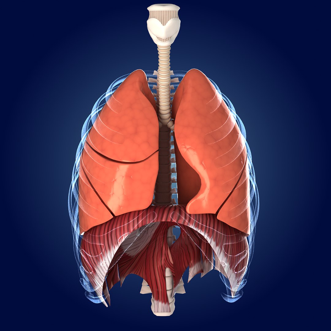 Human Lungs Animals Max