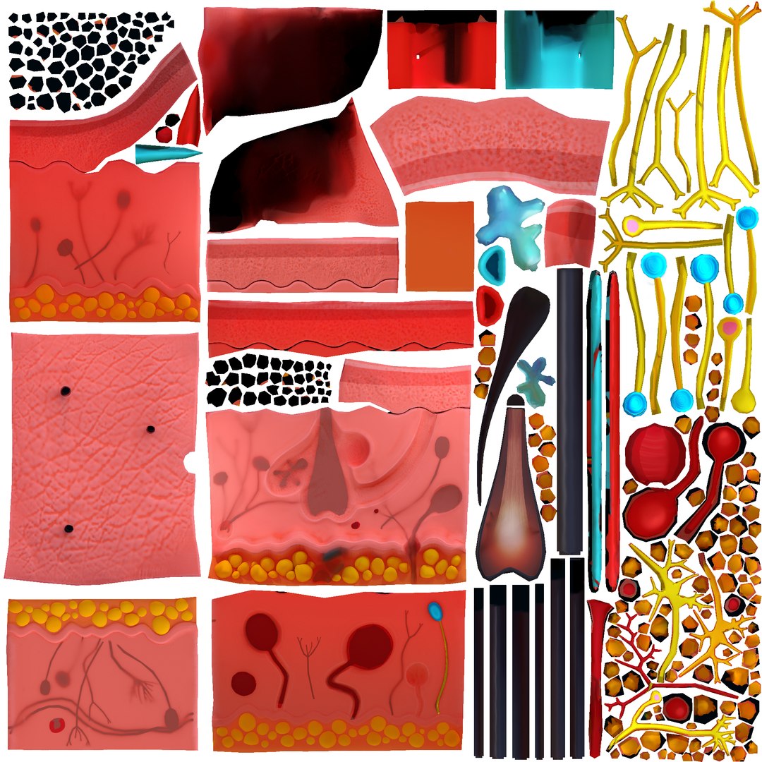 Human Skin Cross Section 3D Model - TurboSquid 1355698