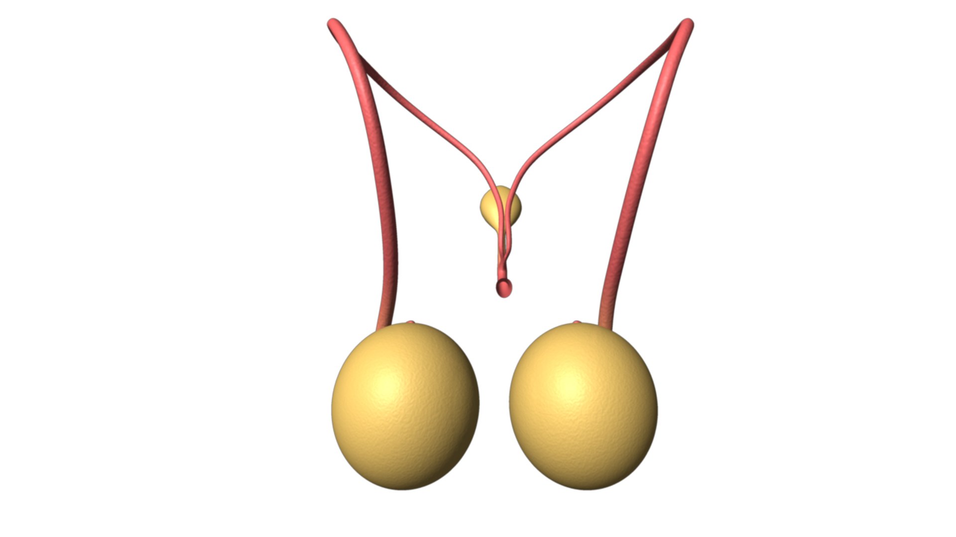 Testis Male Reproductive Obj