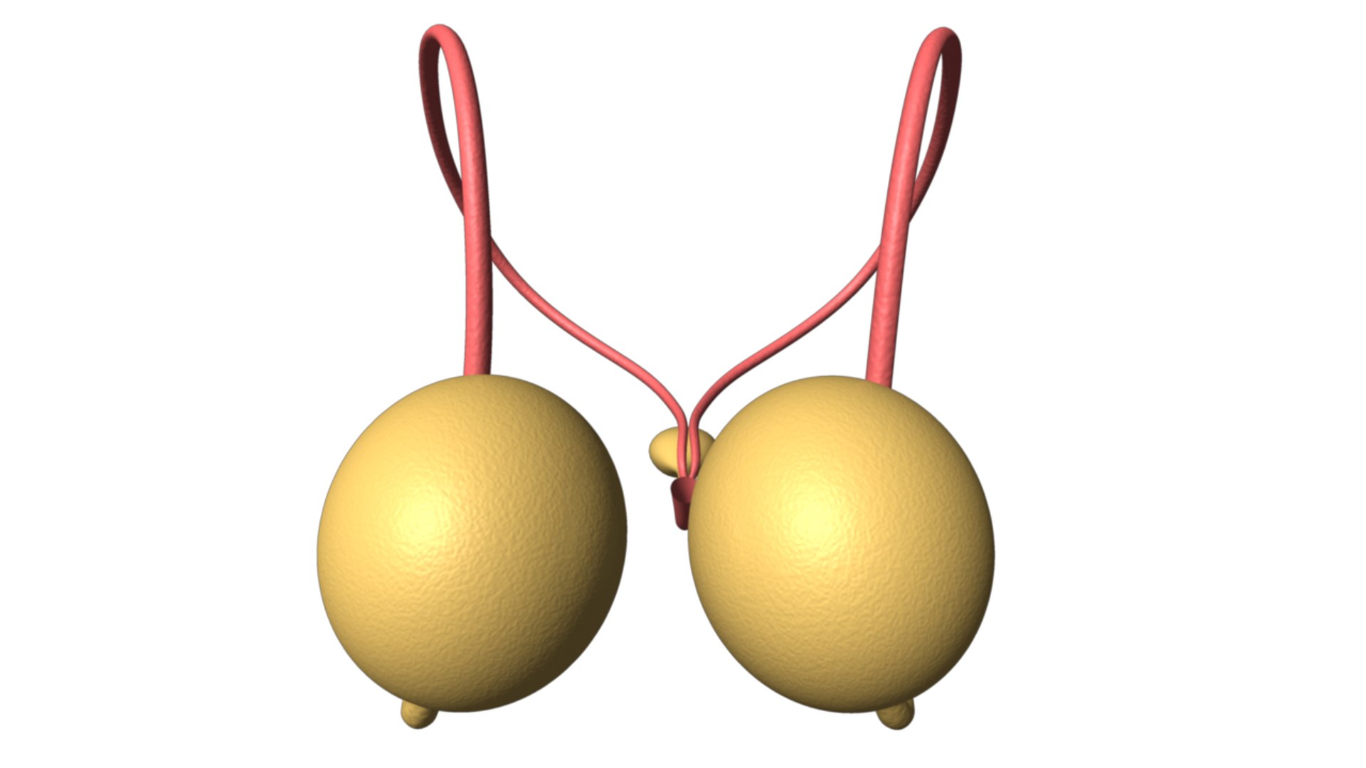 Testis Male Reproductive Obj