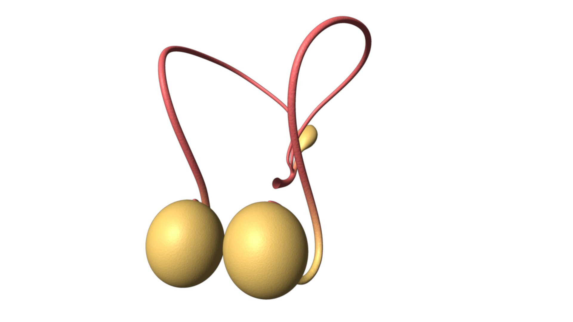 Testis Male Reproductive Obj