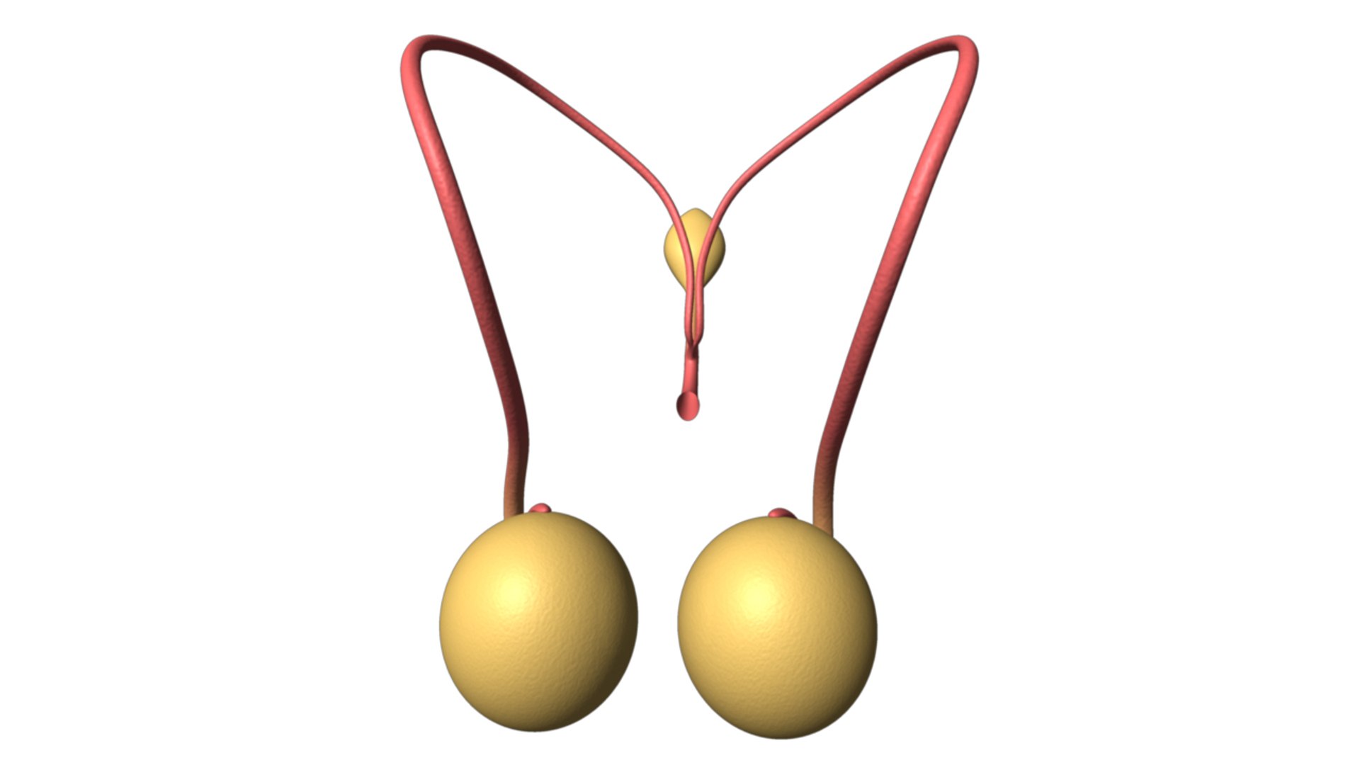 Testis Male Reproductive Obj