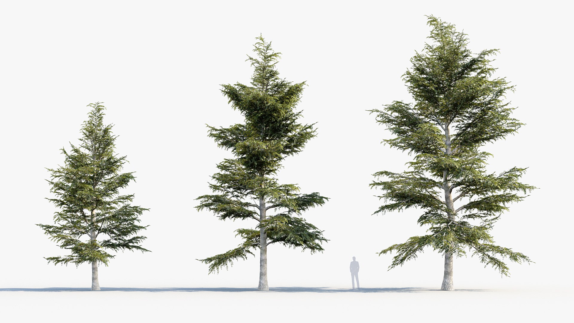 Lebanese Cedar Cedrus Libani 3D Model - TurboSquid 2042216