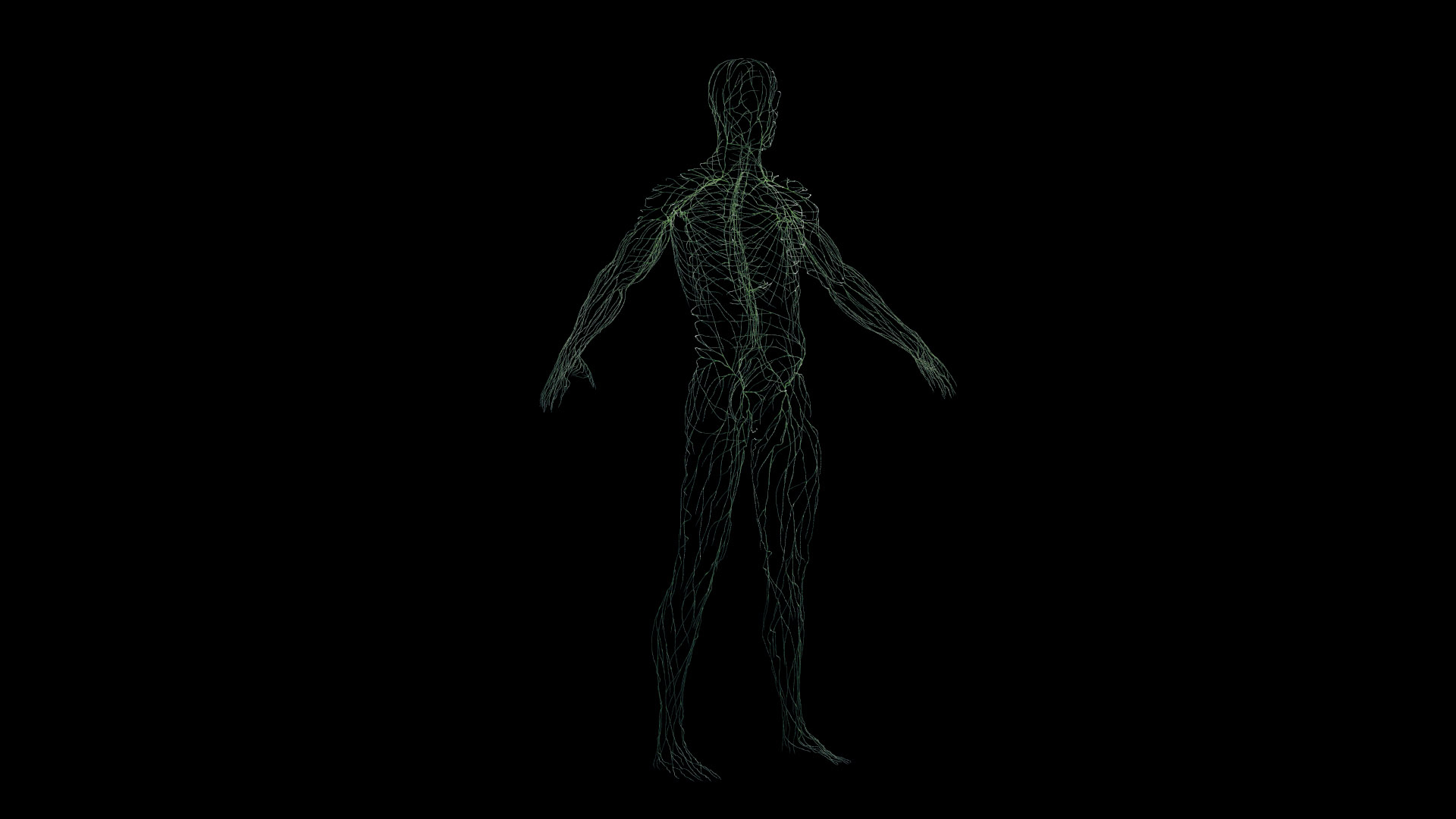 3D Human Male Lymphatic System Static - TurboSquid 2049632