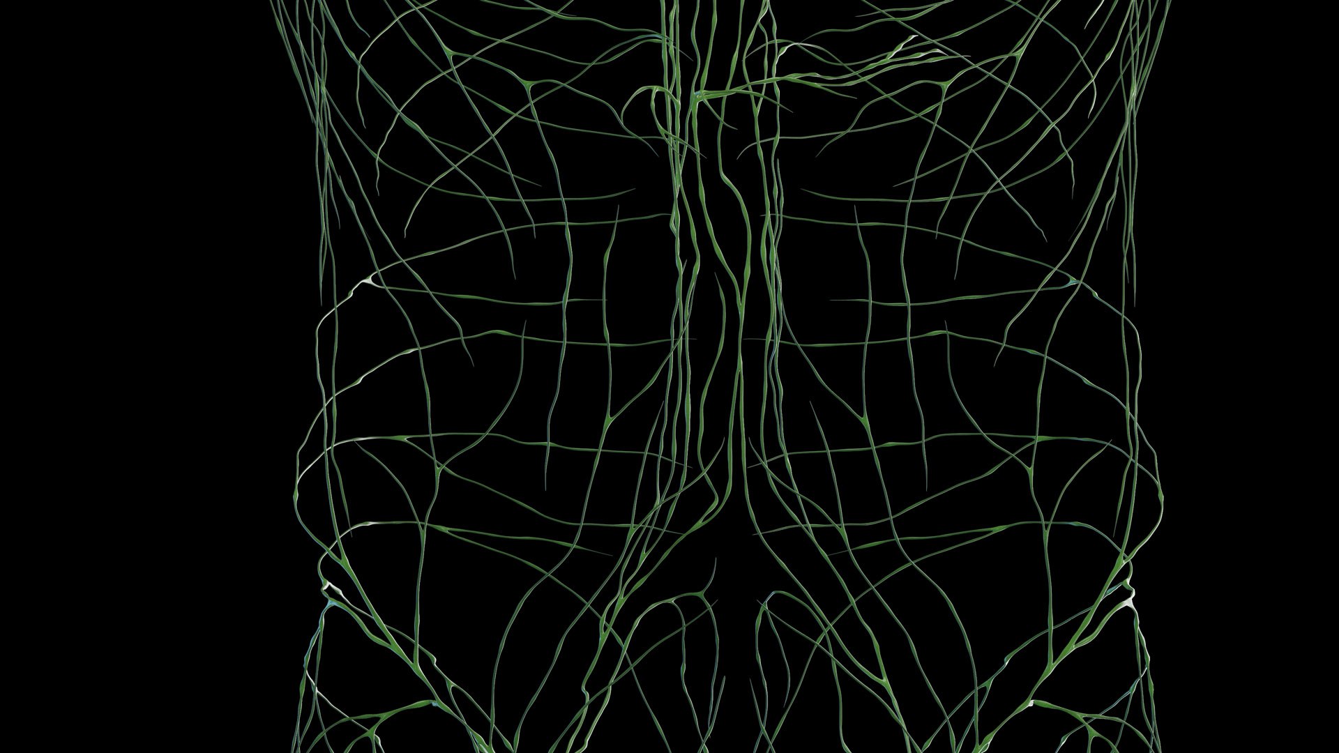 3D Human Male Lymphatic System Static - TurboSquid 2049632