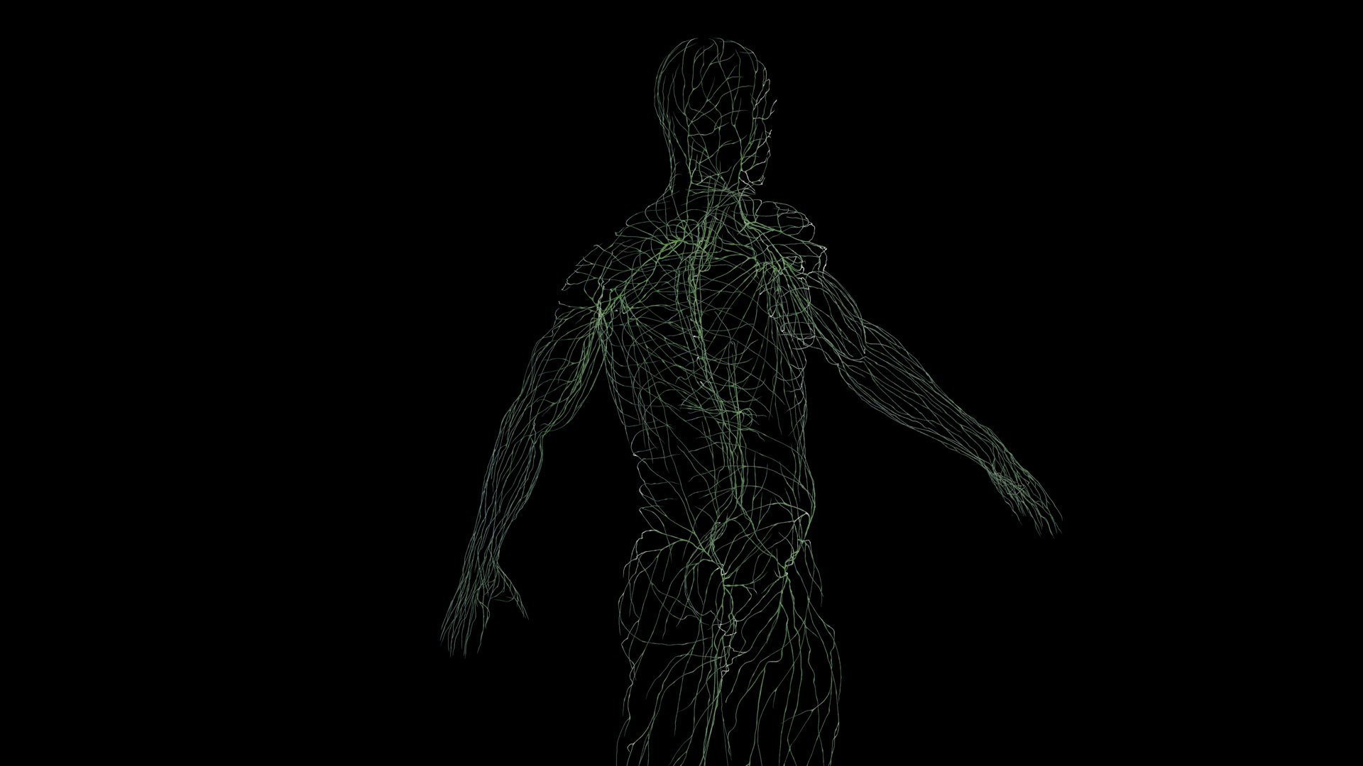 3D Human Male Lymphatic System Static - TurboSquid 2049632