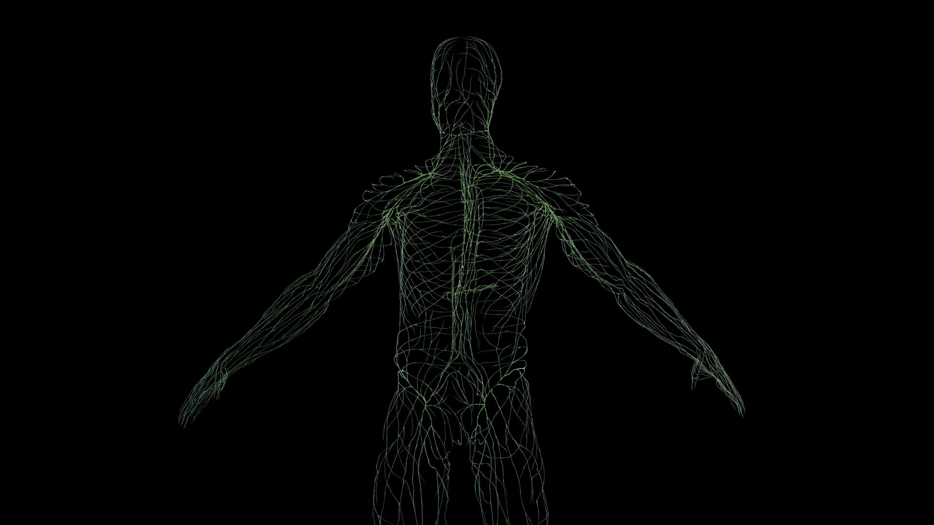 3D Human Male Lymphatic System Static - TurboSquid 2049632