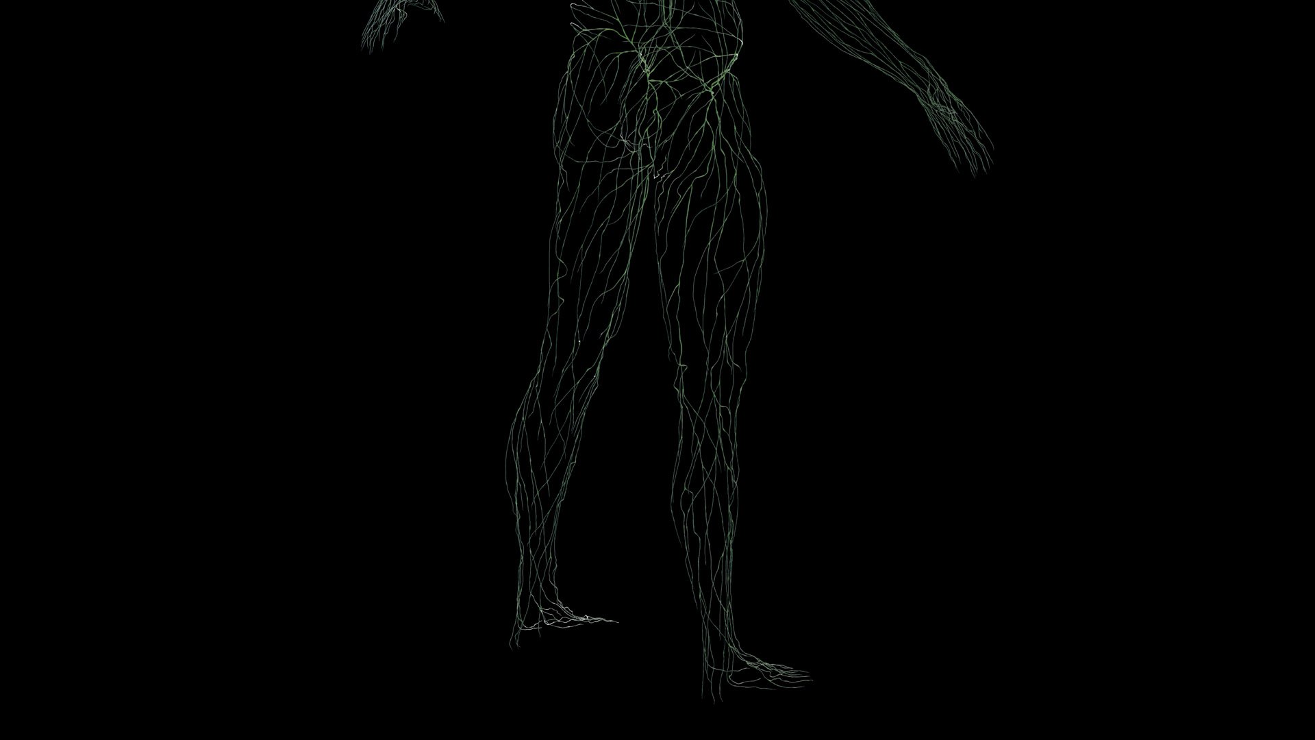 3D Human Male Lymphatic System Static - TurboSquid 2049632