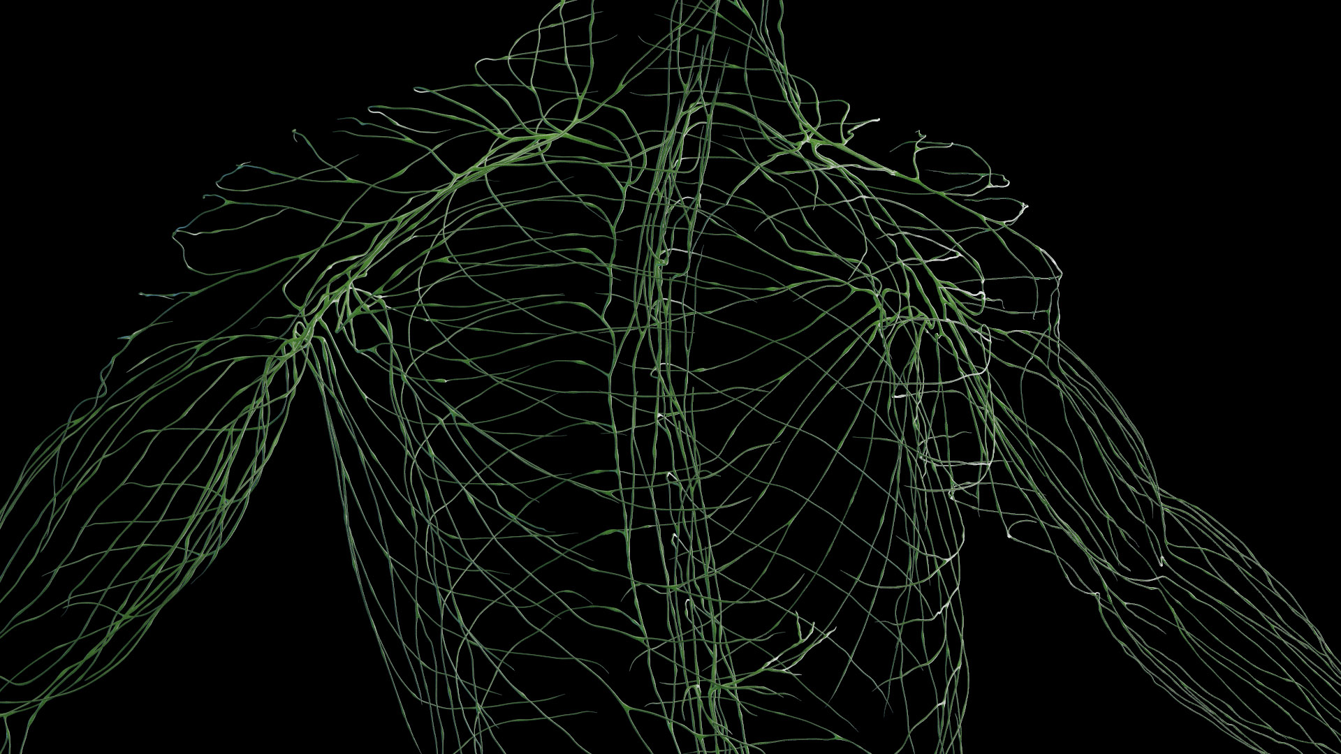 3D Human Male Lymphatic System Static - TurboSquid 2049632