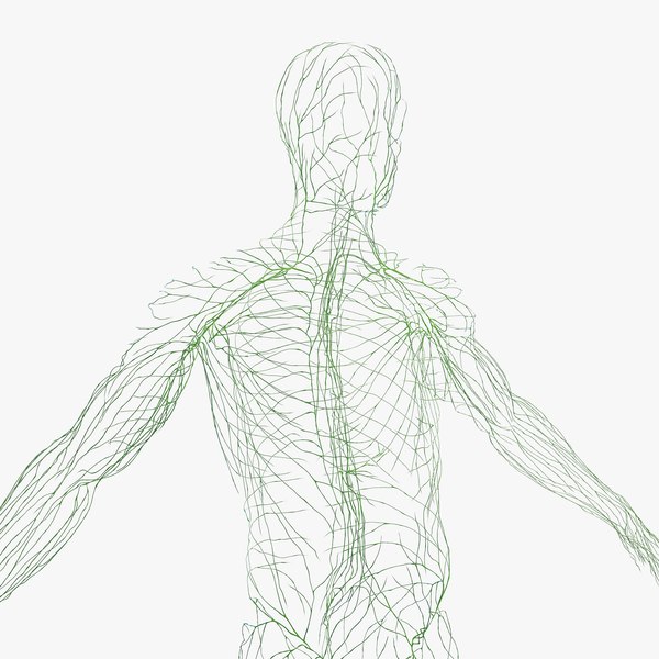 modelo 3d Human Male Lymphatic System Static - TurboSquid 2049632