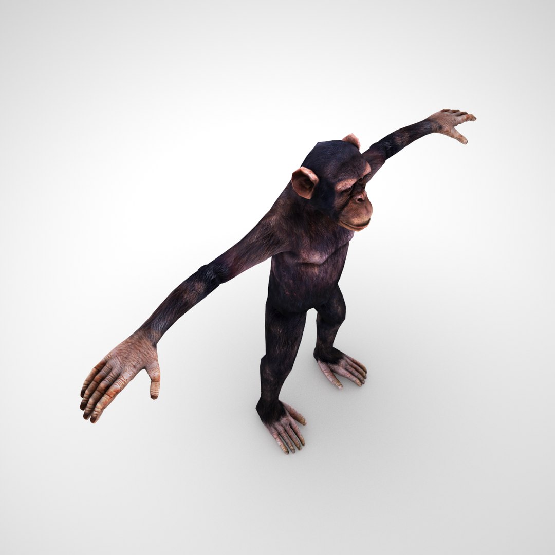 Chimpanzee 3D - TurboSquid 1176795