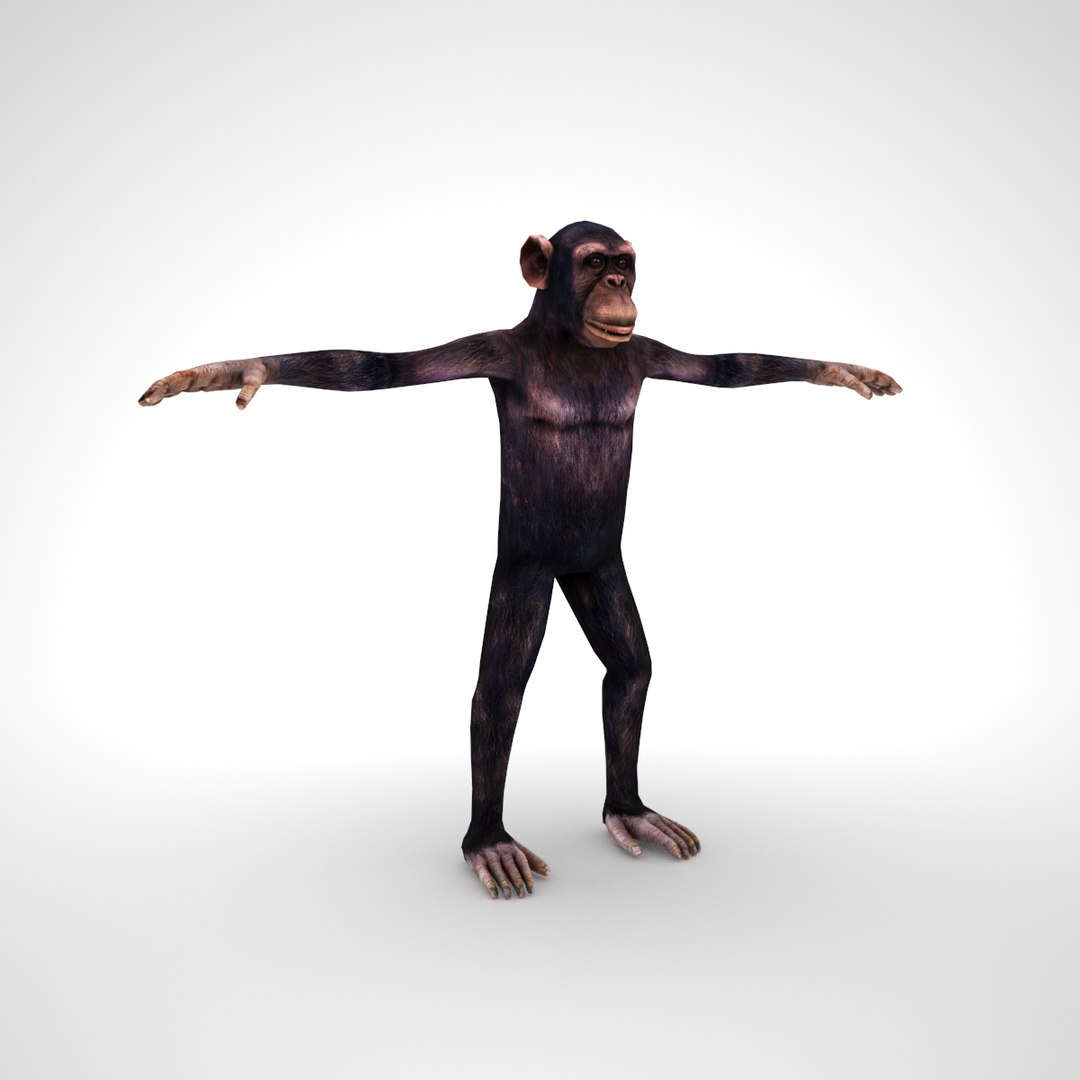 Chimpanzee 3D - TurboSquid 1176795